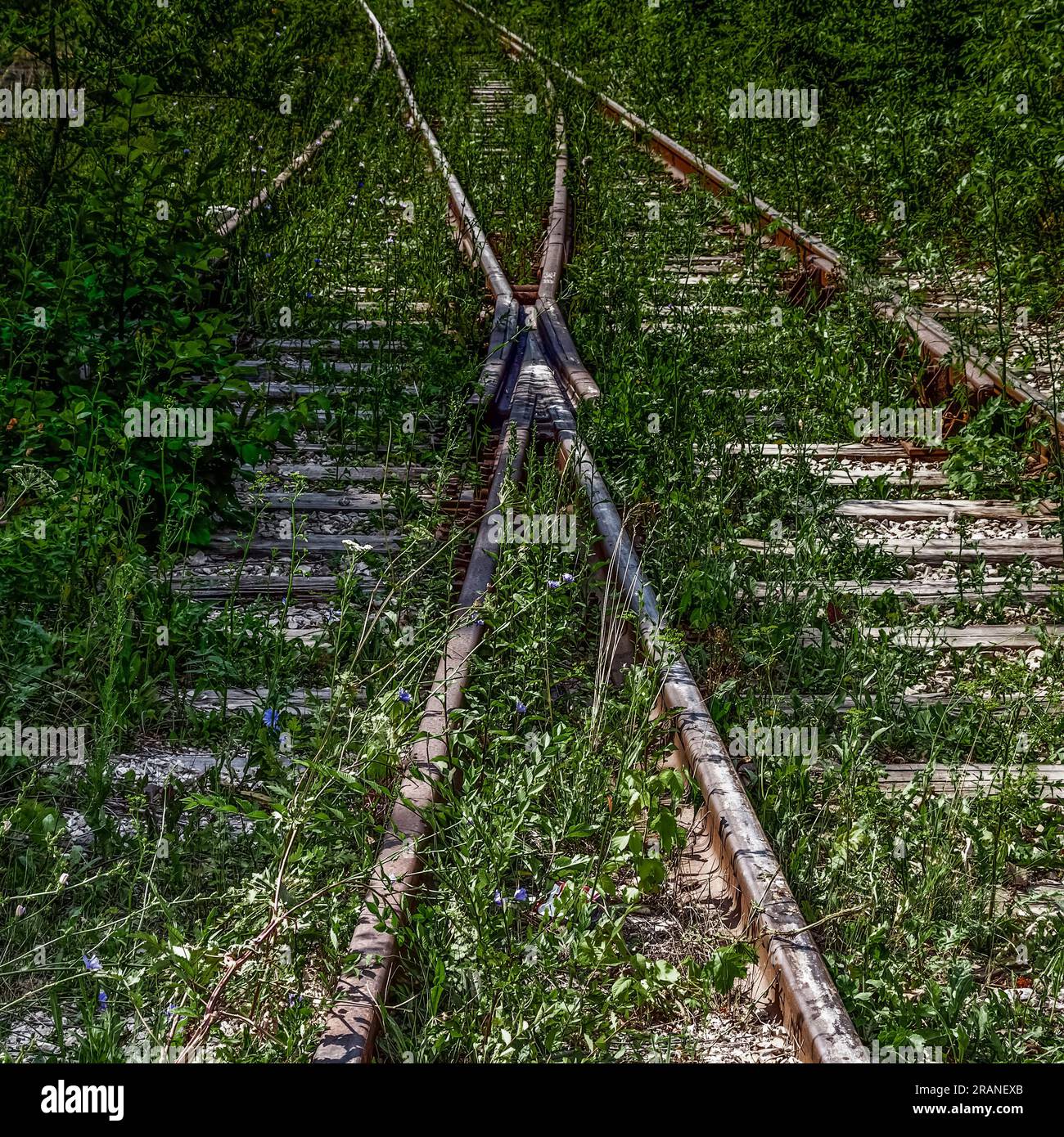 A line of an abandoned railroad overgrown with trees, bushes and grass ...