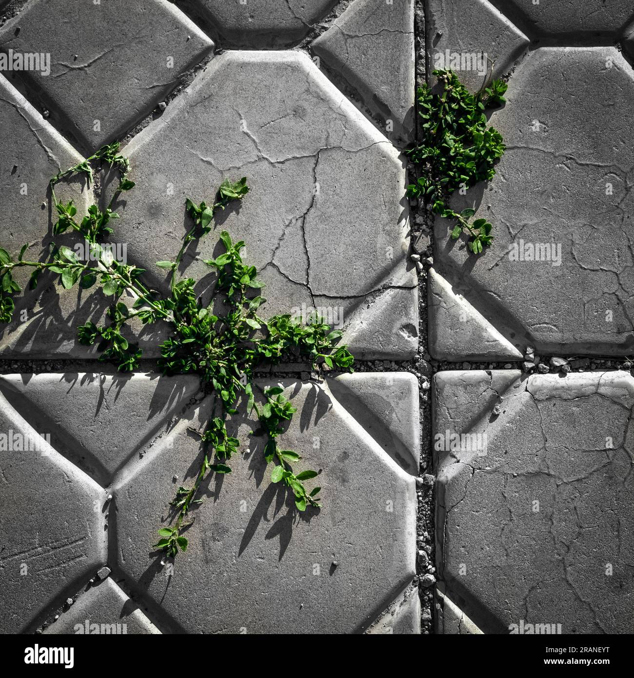 Grass breaks through the concrete paving slabs Stock Photo - Alamy