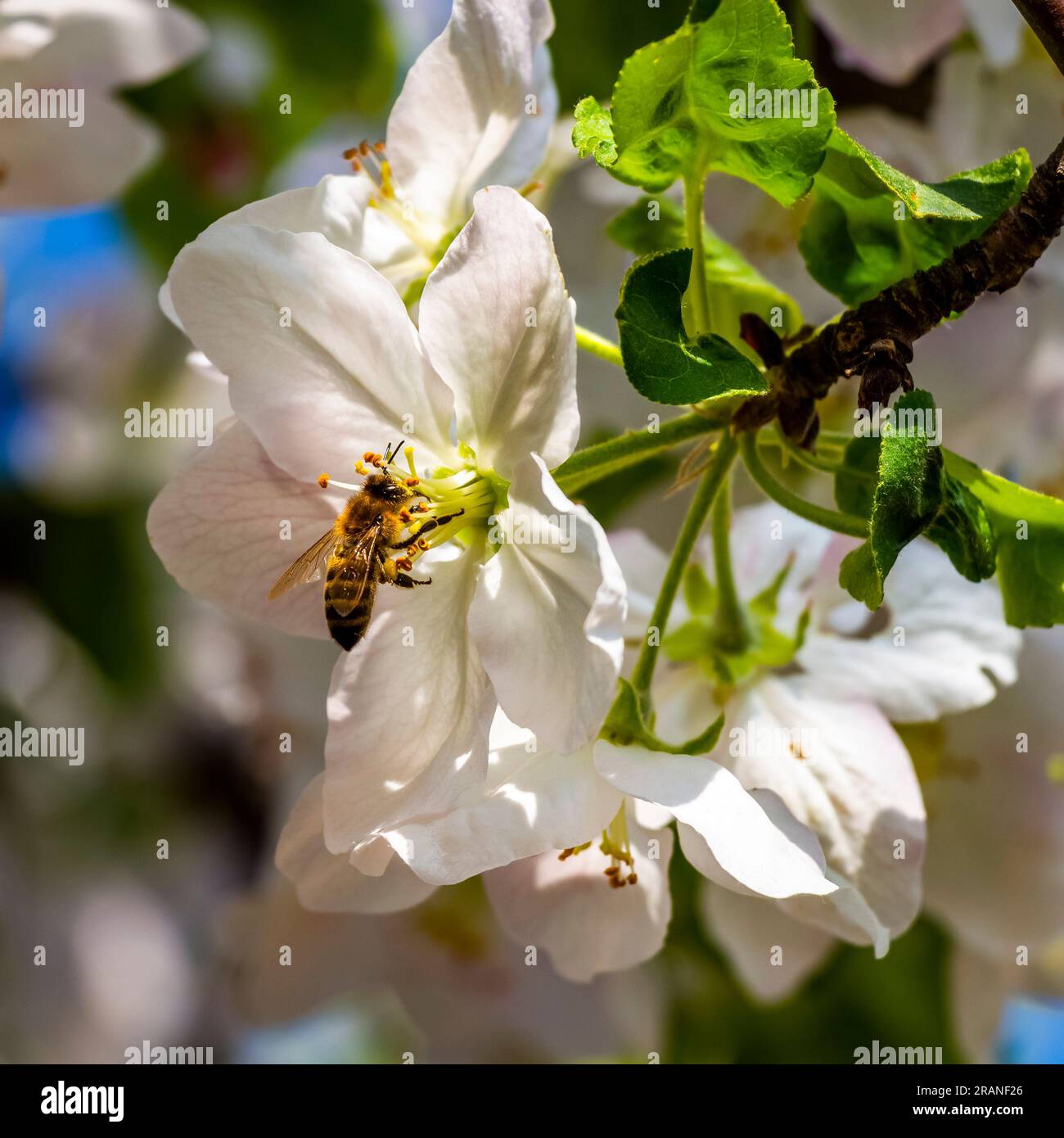 Bees collect pollen from white hi-res stock photography and images - Alamy