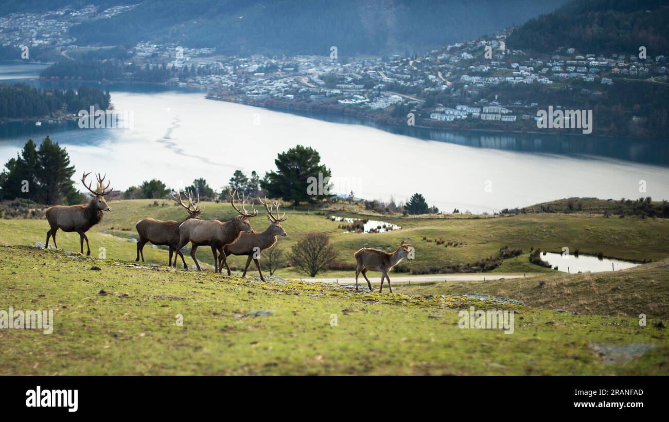 Deer Park, Queenstown Stock Photo - Alamy