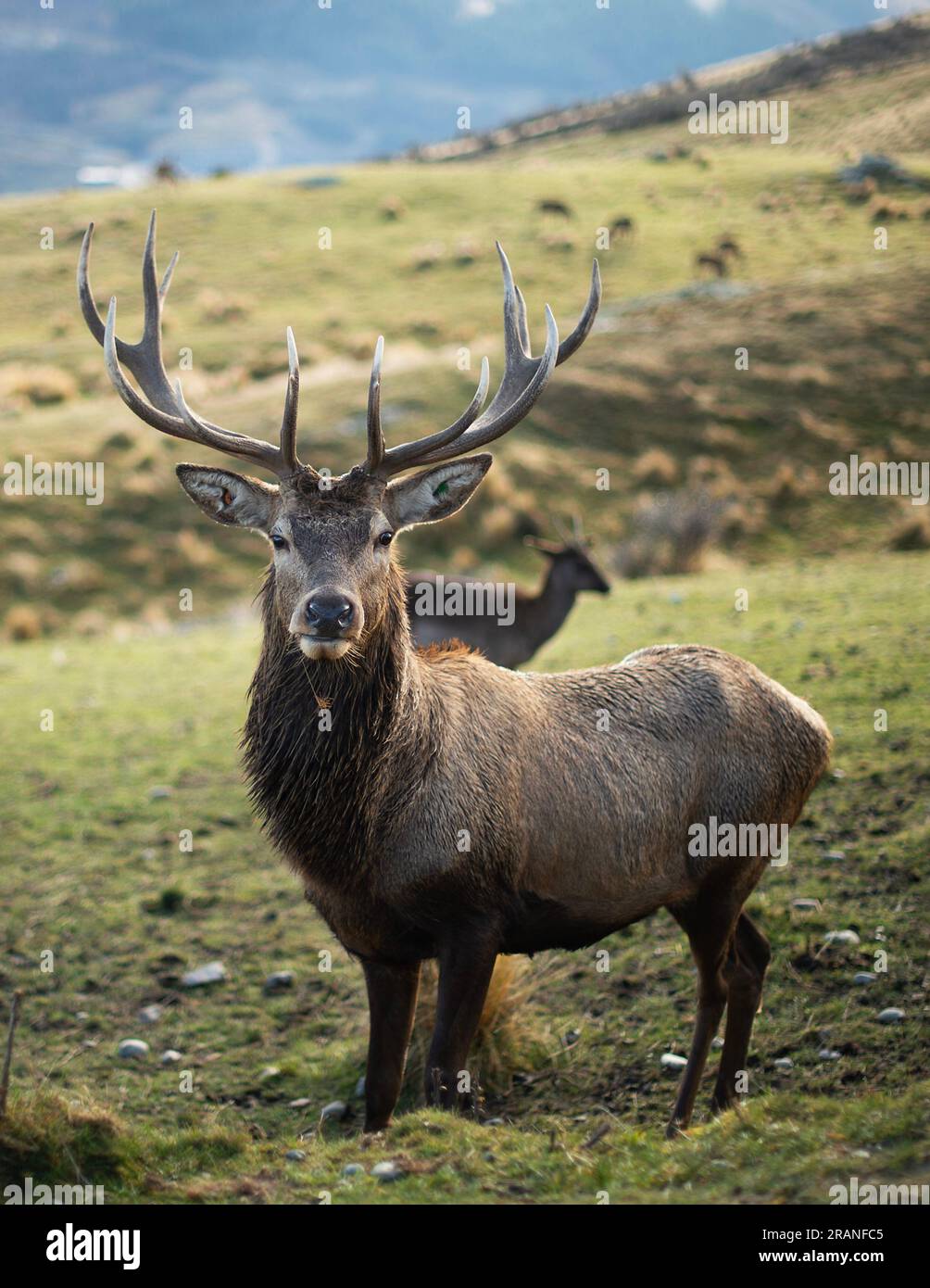 Deer farm new zealand hi-res stock photography and images - Alamy