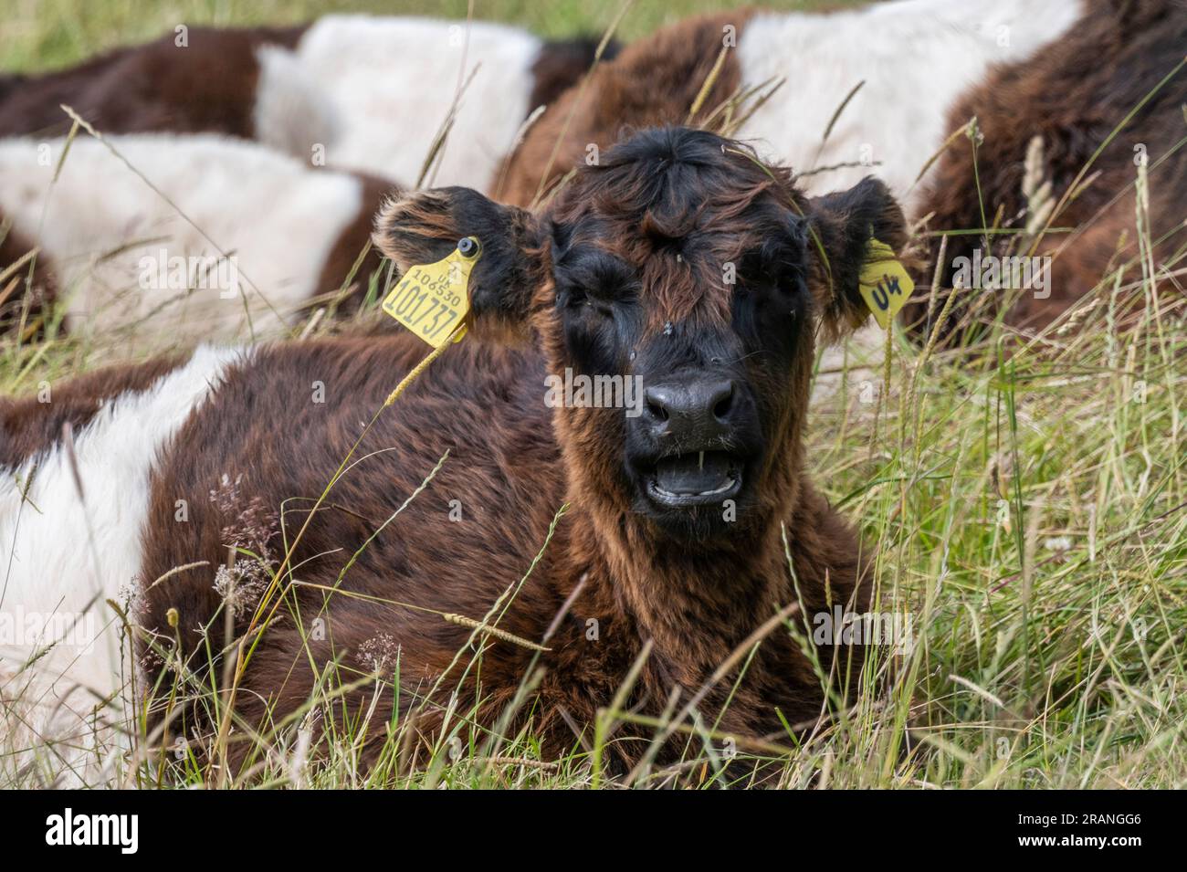 Ford, UK. 04th July, 2023. Weather, Ford, Northumberland Belted ...