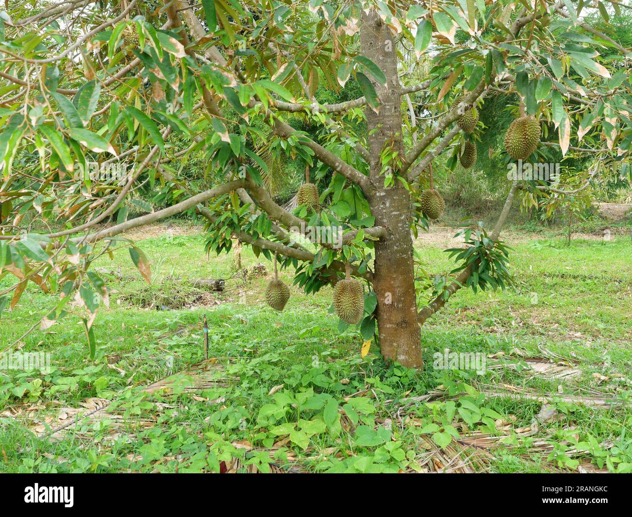 Durian fruit on tree in a tropical agricultural area, Smelly fruits ...