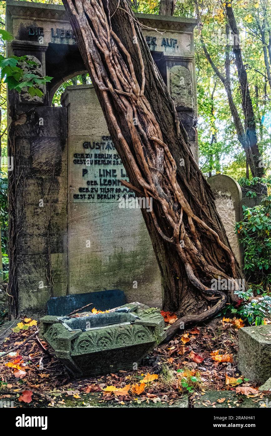 Tree growing through grave hi-res stock photography and images - Alamy