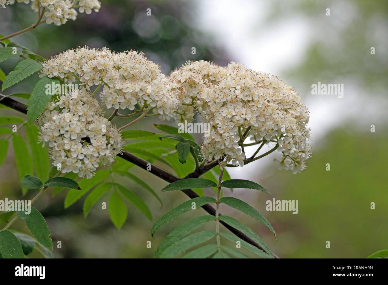 Rowan tree flowers in full bloom. Early spring. Sorbus aucuparia. Close ...
