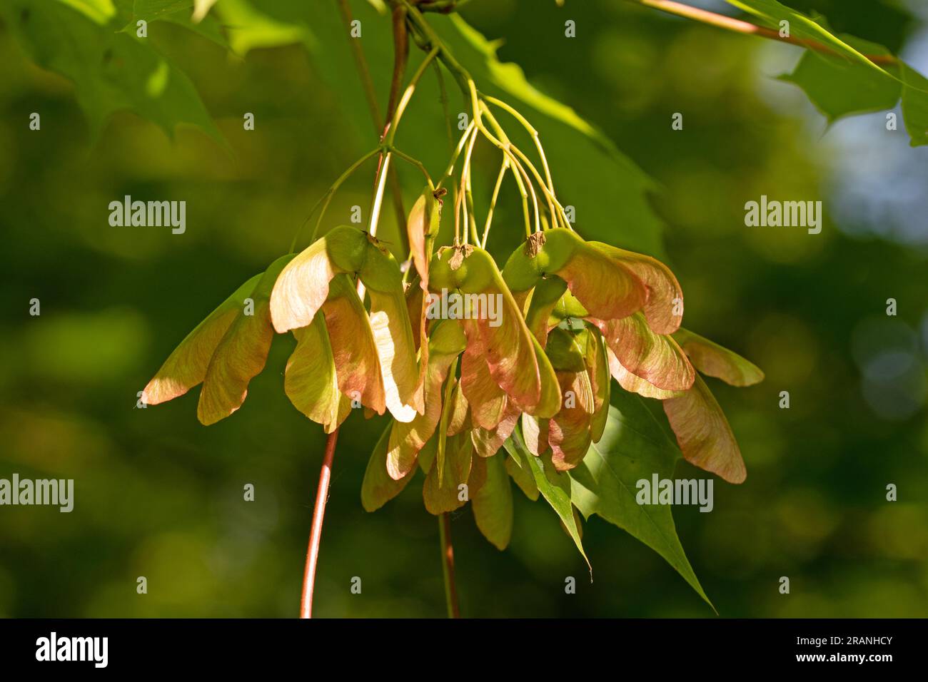 Close up image of Norway maple seed pods or samara. Acer platanoides ...