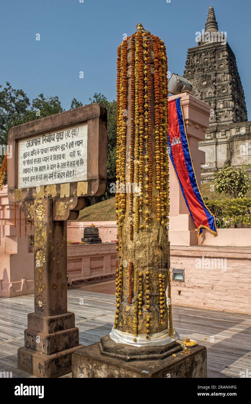 12 25 2014 Ajapala Nigrodha Tree; (a Banyan Tree). Lord Buddha spent ...