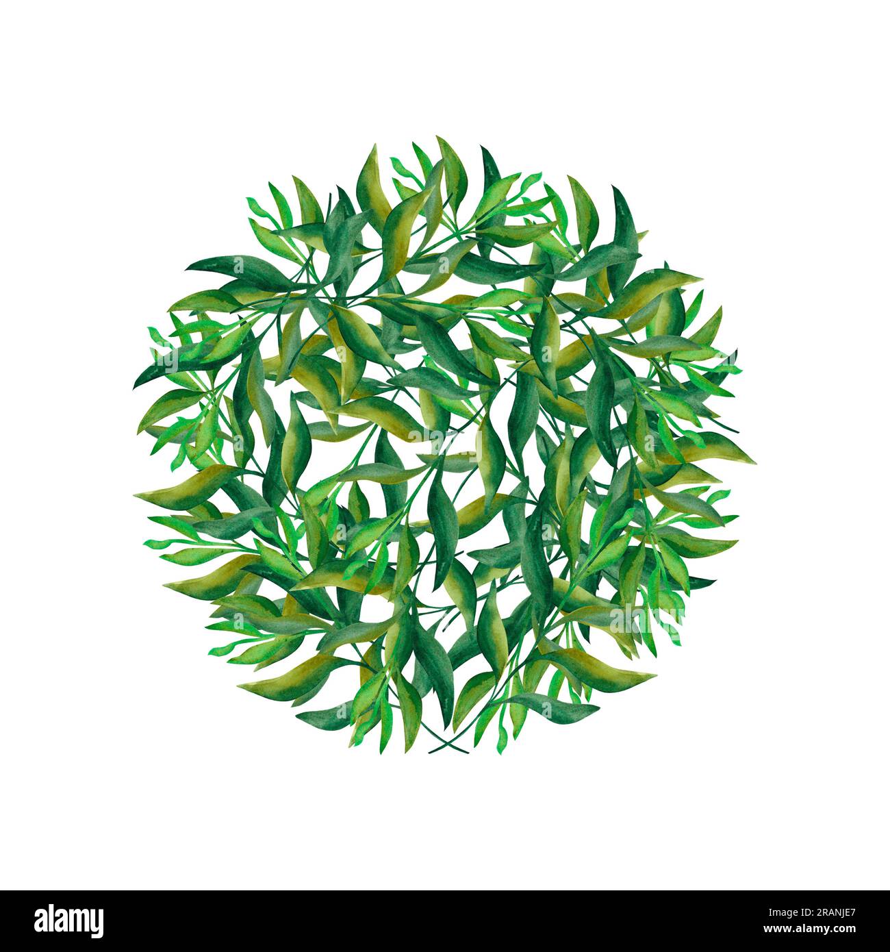 Abstract leaves. A circle of beautiful green twigs folded into a circle ...