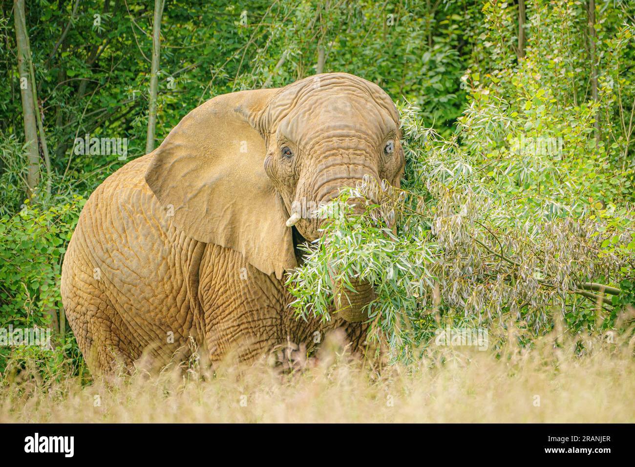 File photo dated 14/06/2022 of an African bull elephant roaming around ...