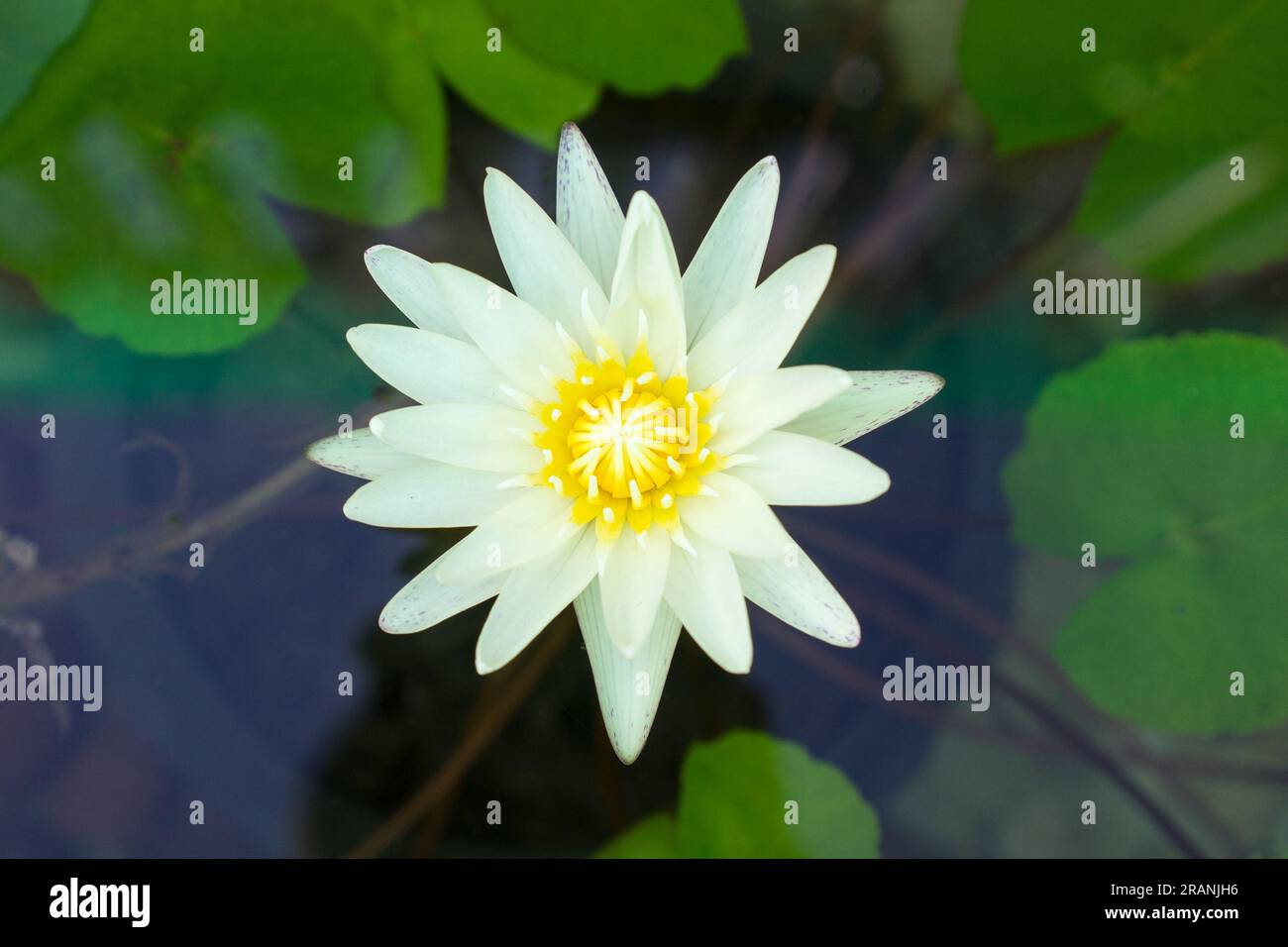 Color lotus hi-res stock photography and images - Alamy