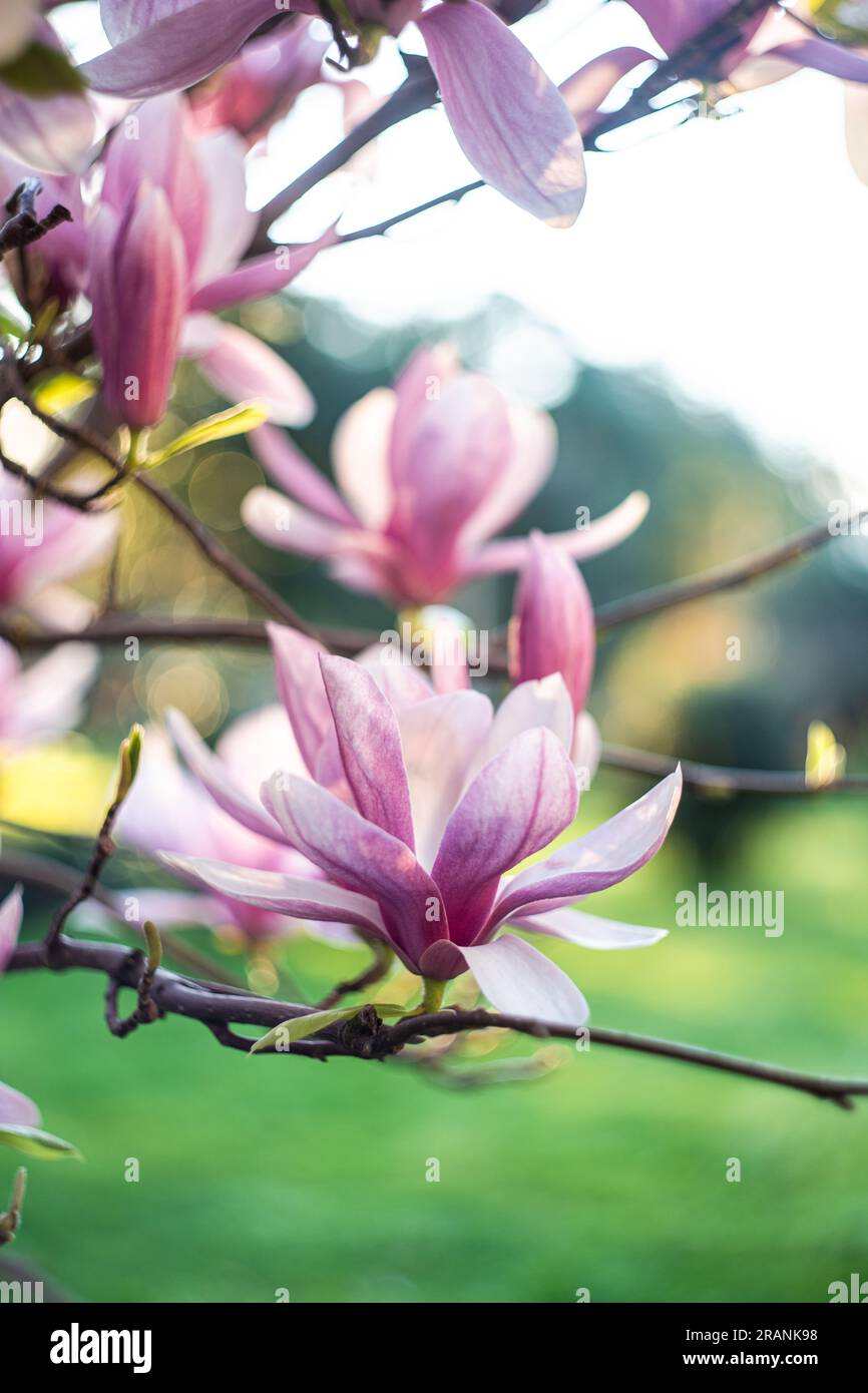 Blooming beautiful Magnolia tree in the nature Stock Photo - Alamy