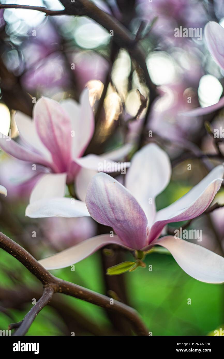 Blooming beautiful Magnolia tree in the nature Stock Photo - Alamy