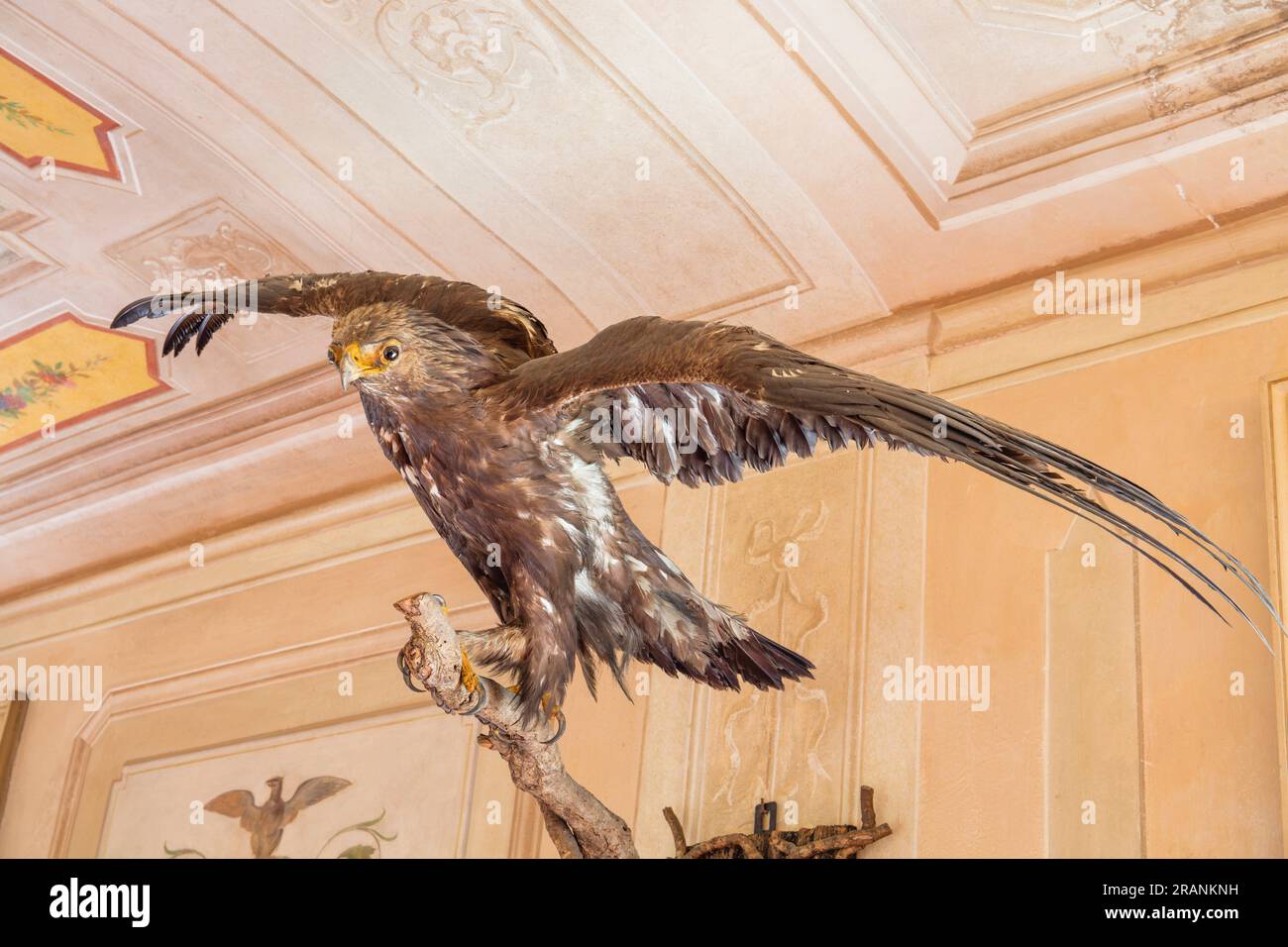 bird corridor, Castello della Mandria, Turin, Piedmont, Italy Stock ...