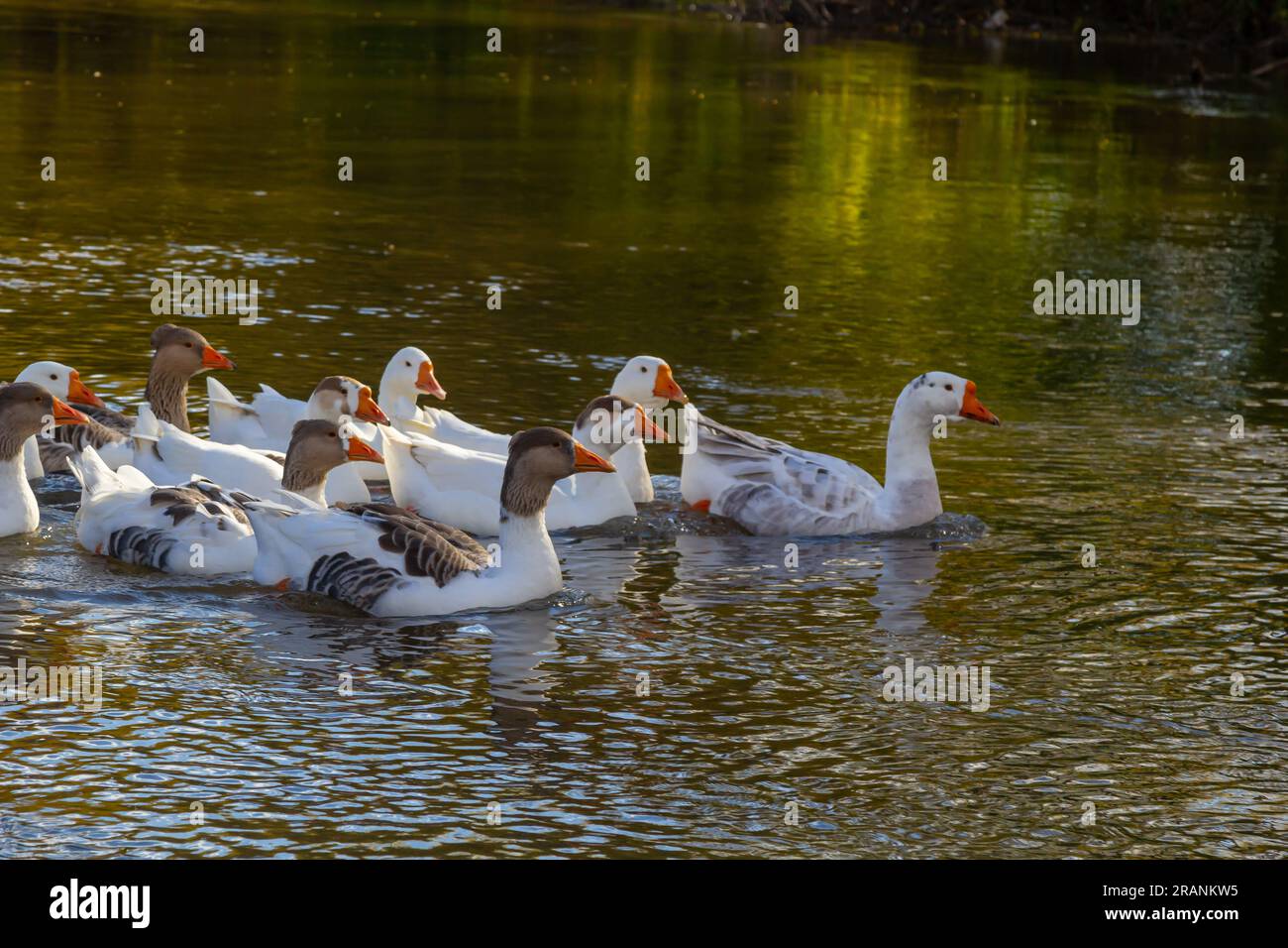 Domestic geese swim in the water. A flock of white beautiful geese in ...