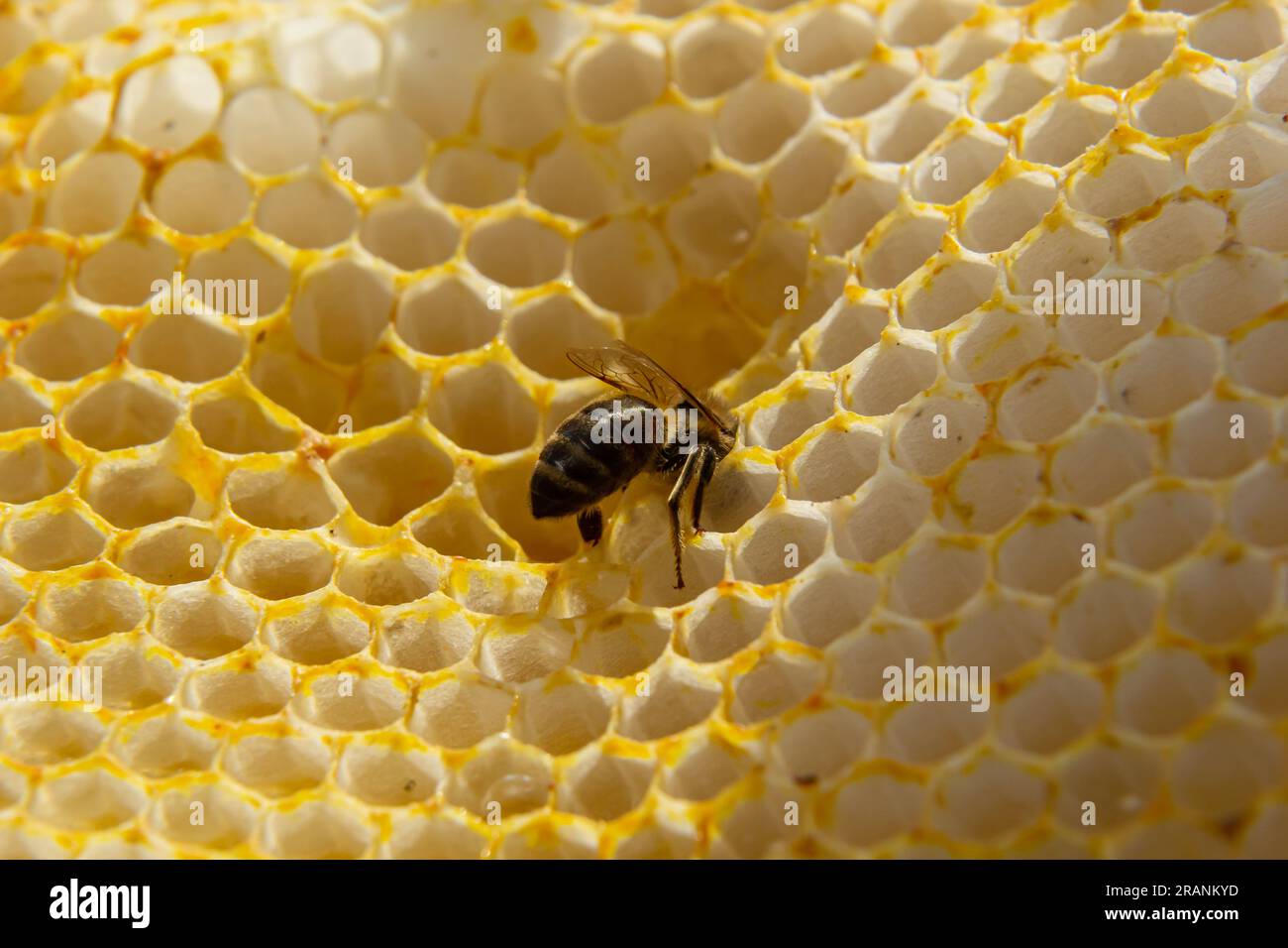 Beautiful honeycomb with bees close-up. A swarm of bees crawls through ...