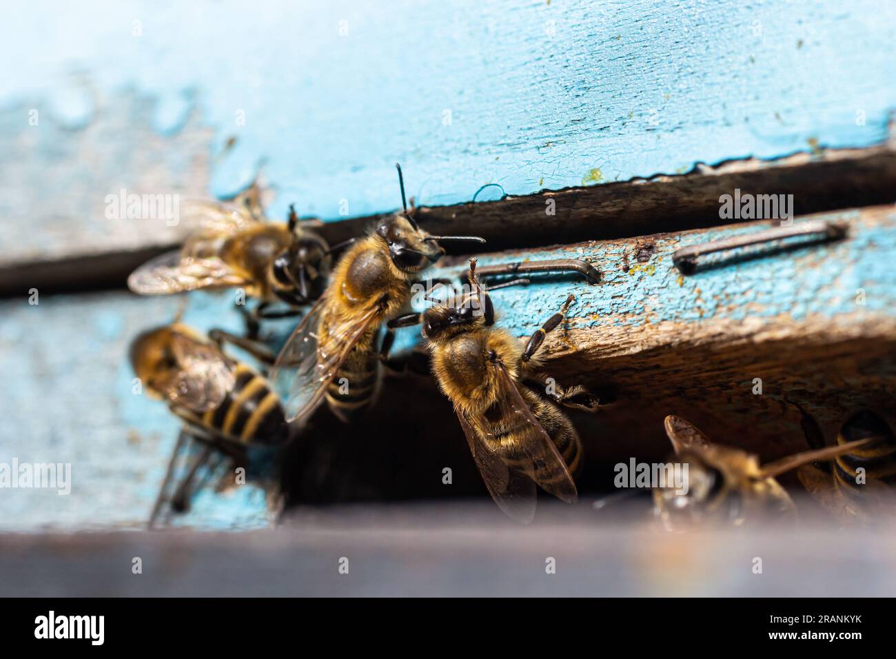 Group of bees near a beehive, in flight. Wooden beehive and bees. Bees fly out and fly into the ...