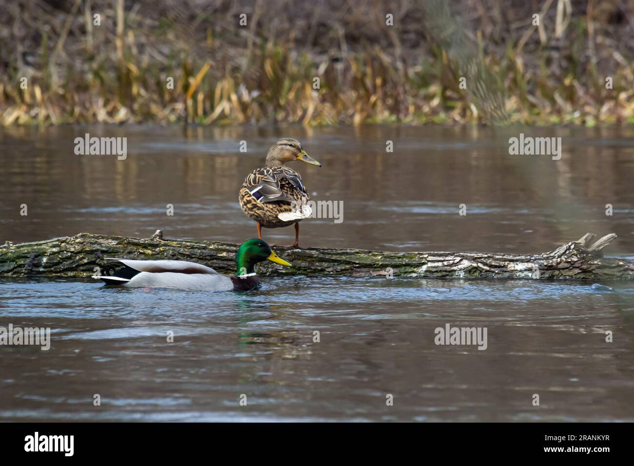 A pair of Mallard ducks resting motionless on a tree trunk. Sitting in ...