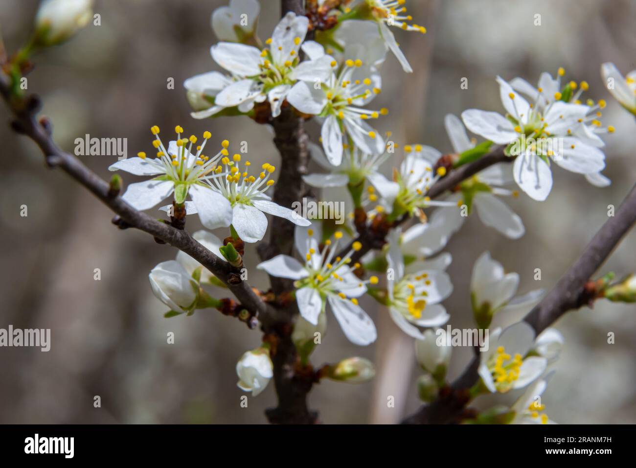 Blackthorn prunus spinosa sloe plant shrub white flower bloom blossom ...