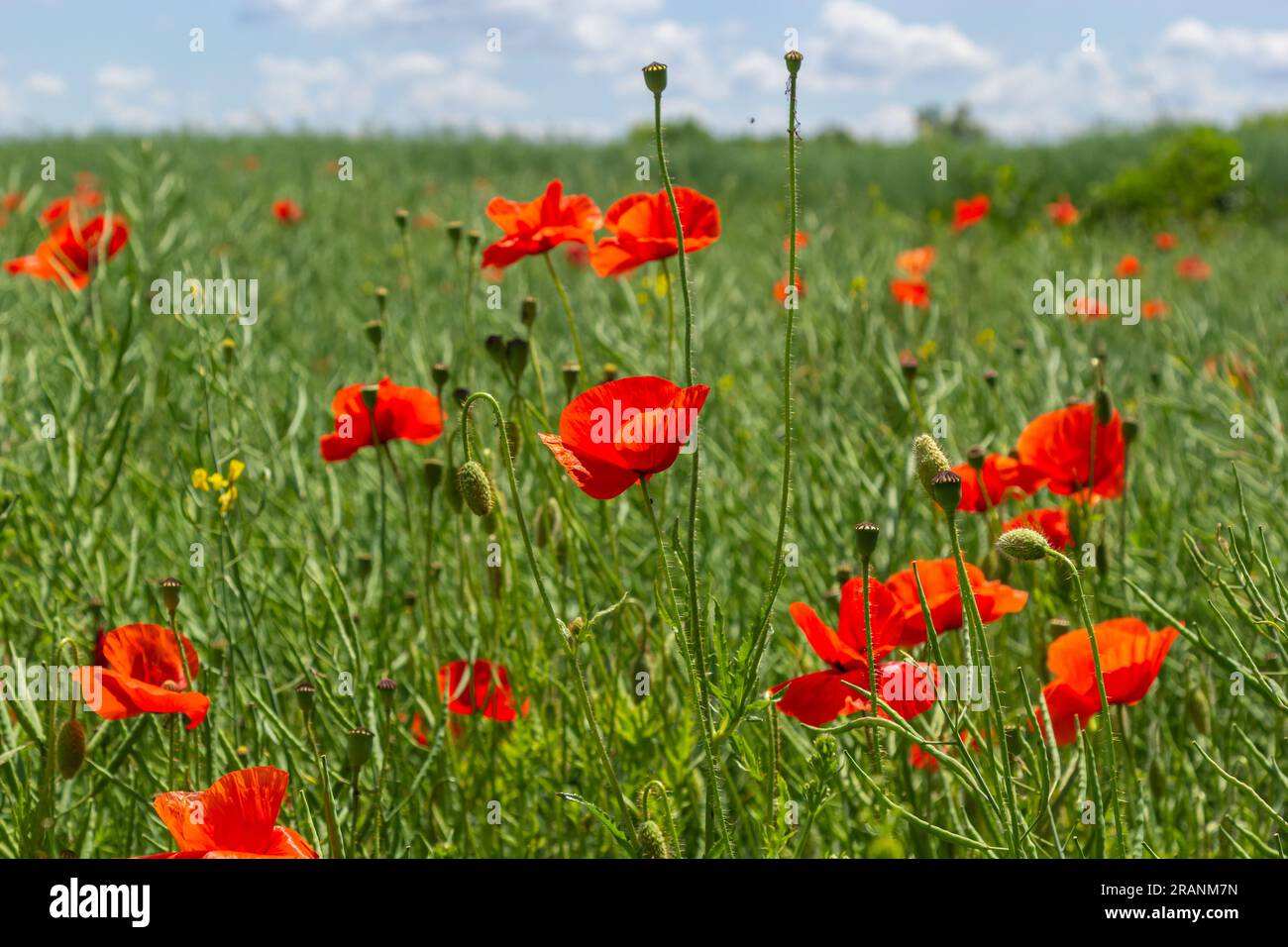 Common names for Papaver rhoeas include corn poppy, corn rose, field ...
