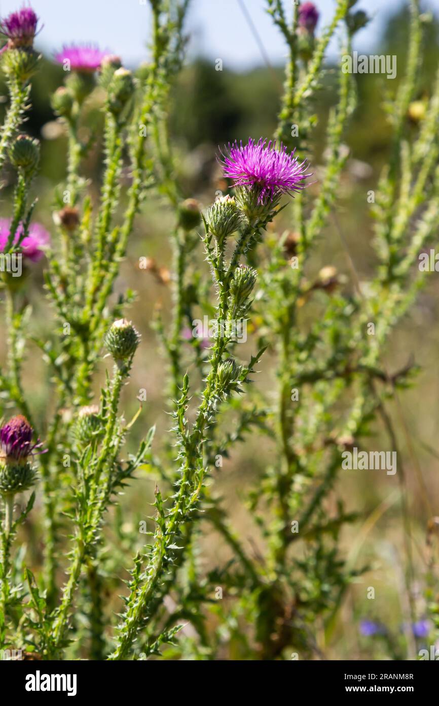Blessed milk thistle flowers in field, close up. Silybum marianum ...