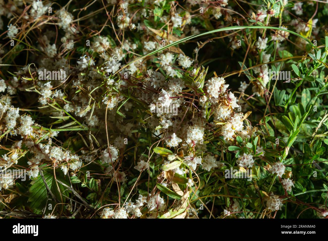Flora of Gran Canaria - thread-like tangled stems of Cuscuta ...