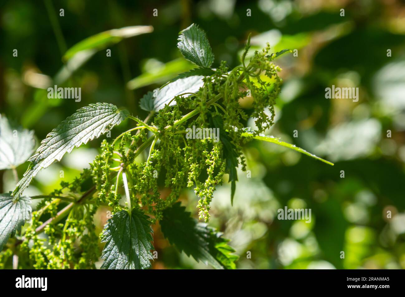 Photo of a plant nettle. Nettle with fluffy green leaves. Background ...