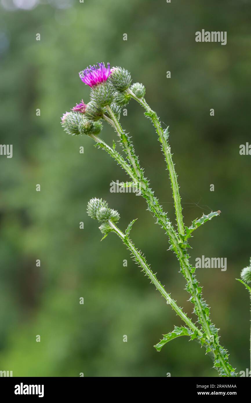 Flowering creeping thistle Cirsium arvense, also Canada thistle or ...