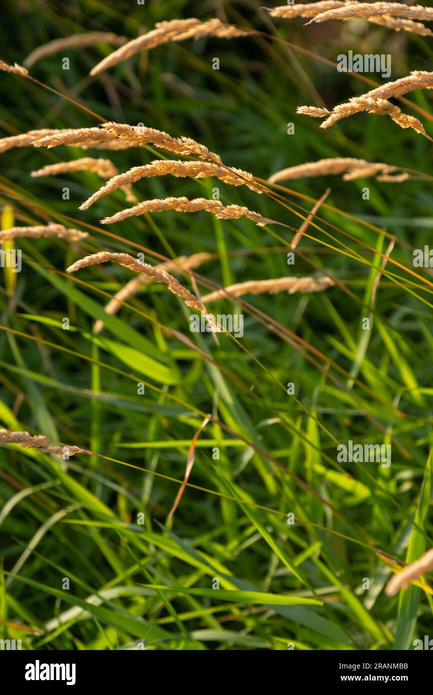 Anthoxanthum odoratum golden spikelets in a summer field August Stock ...