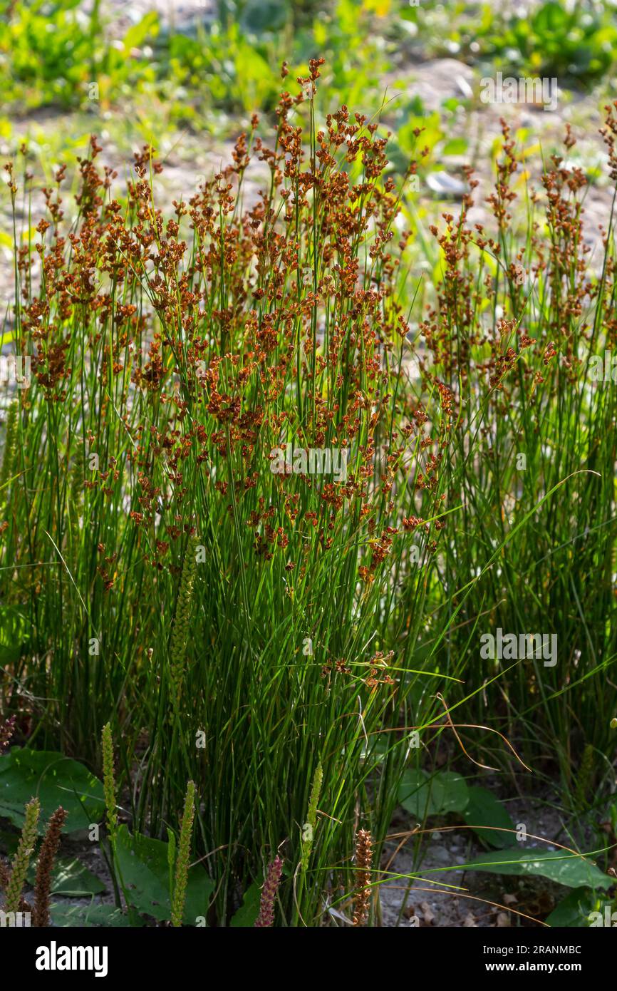 Common Soft Rush Juncus effusus is a perennial herbaceous flowering ...