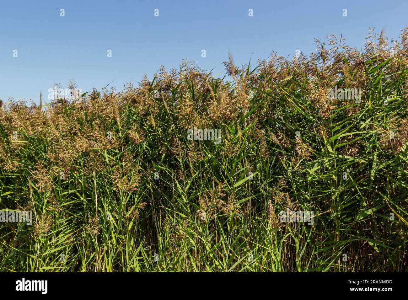 Phragmites australis is a herbaceous perennial bluish-green plant of ...