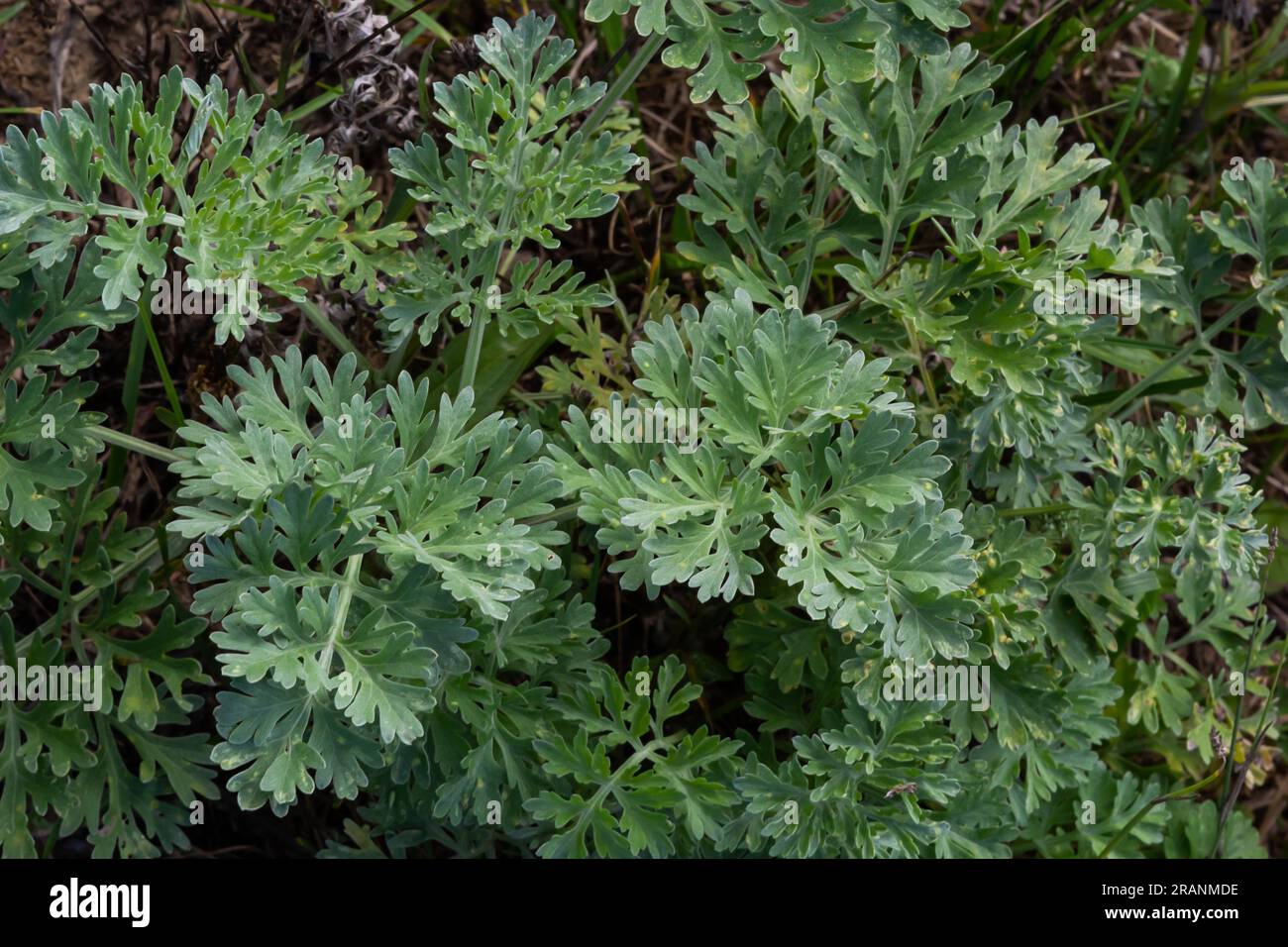 Artemisia absinthium is a perennial plant of the aster family ...