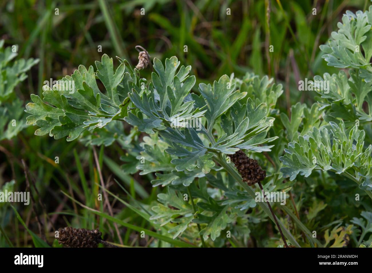 Artemisia absinthium is a perennial plant of the aster family ...