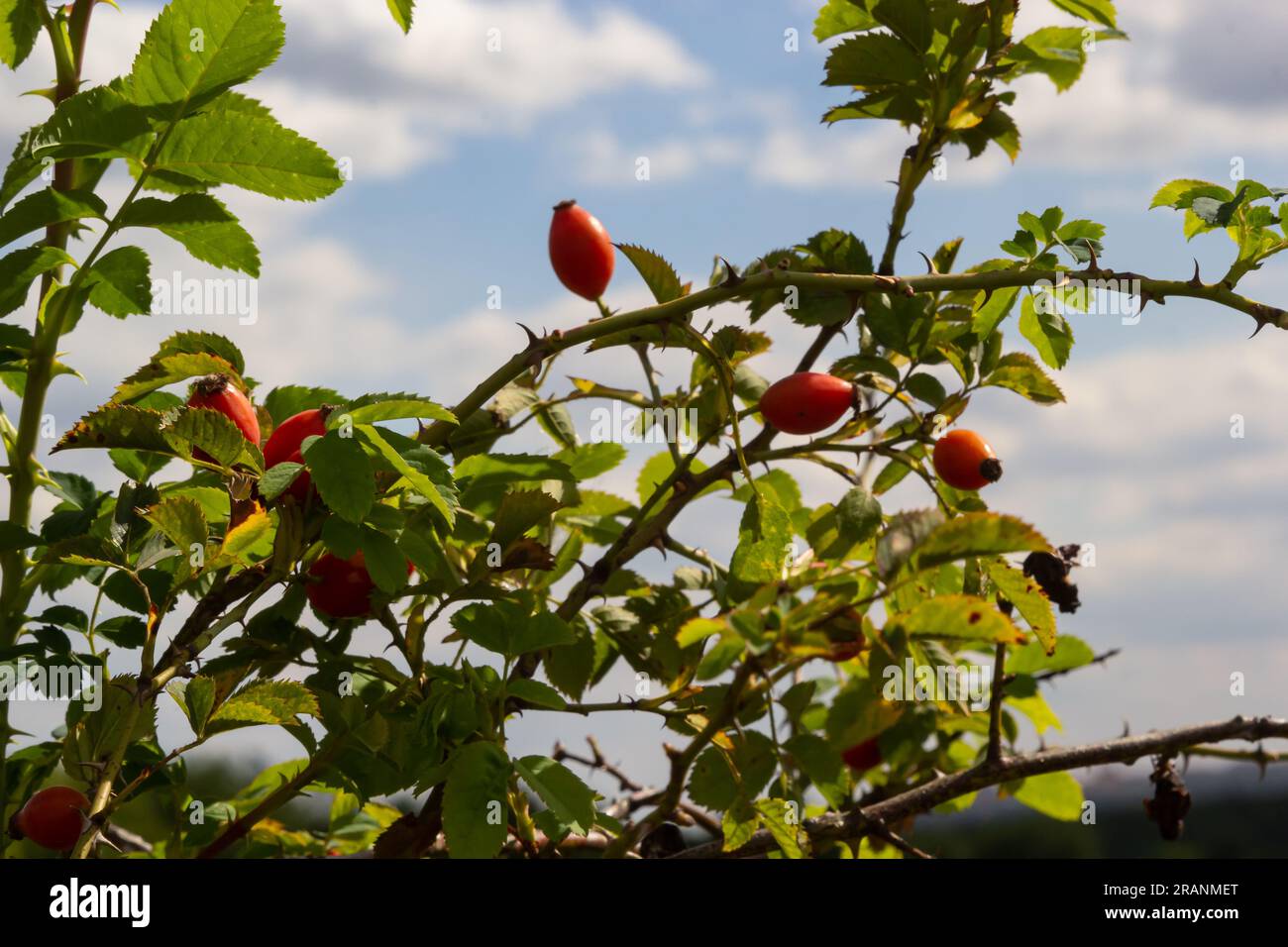 Rosa canina is a perennial plant of the rose family, a tall bush with ...
