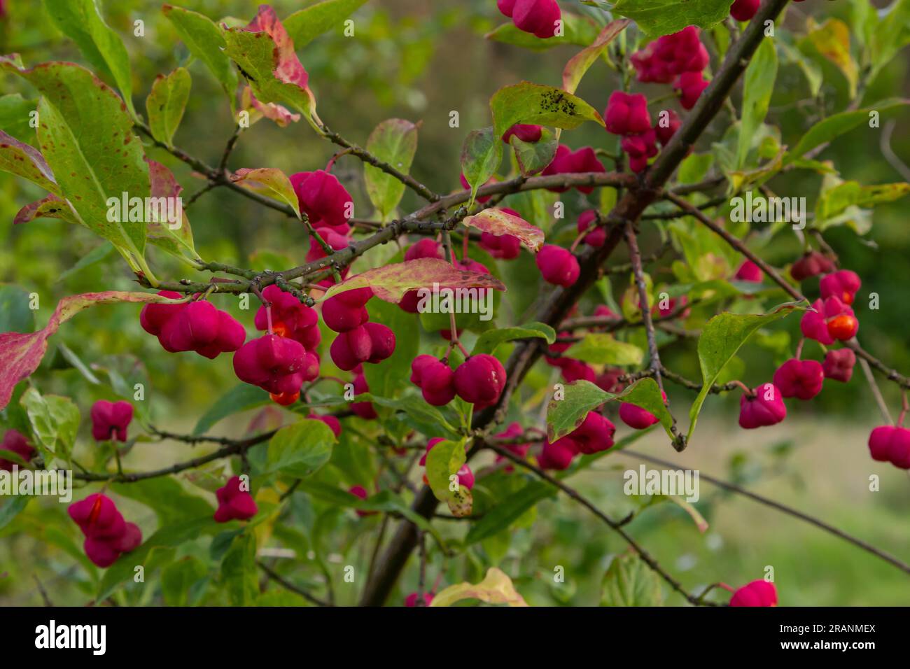Capsular fruits hi-res stock photography and images - Alamy
