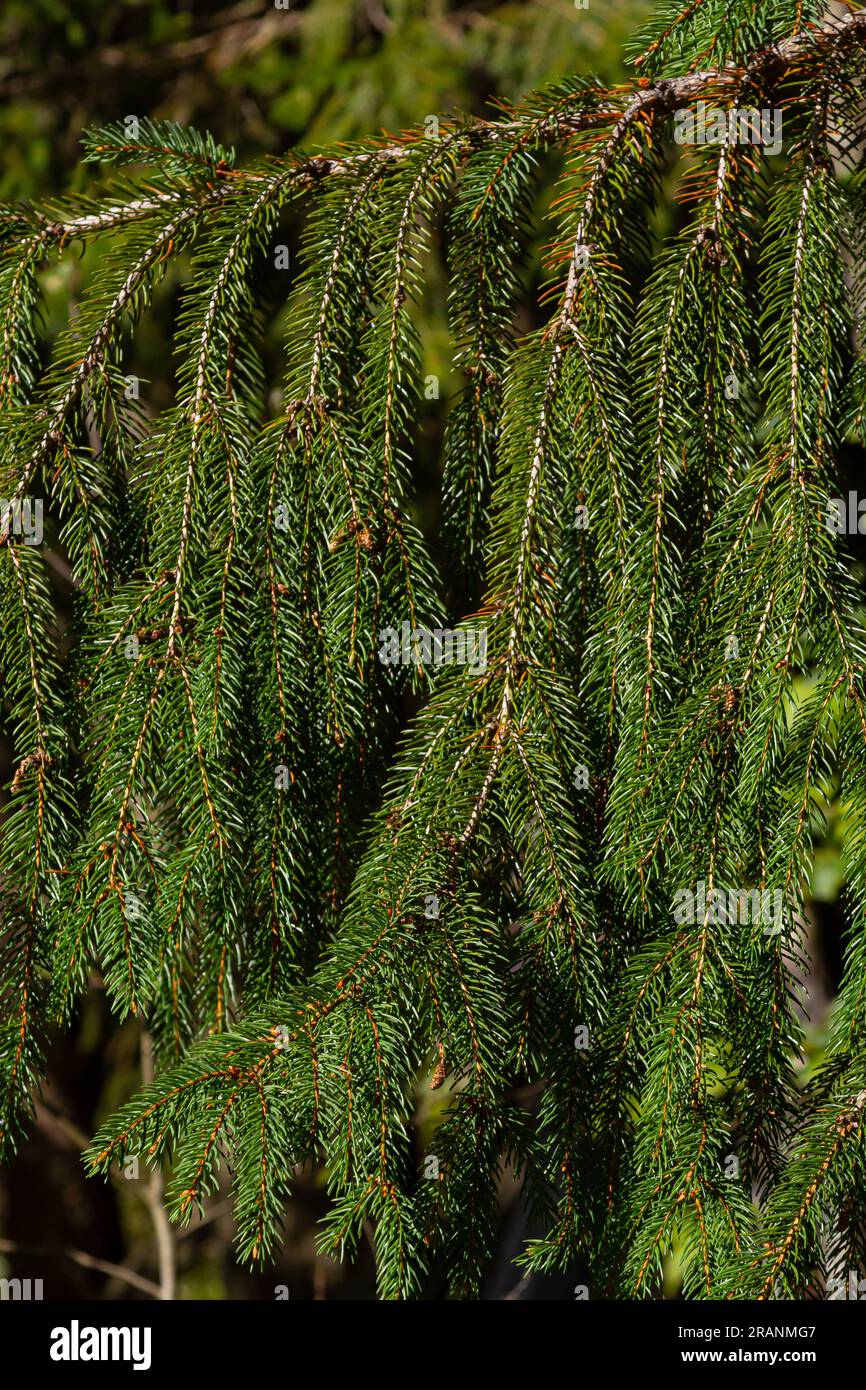 Green spruce branches as a textured background. Green spruce, white ...