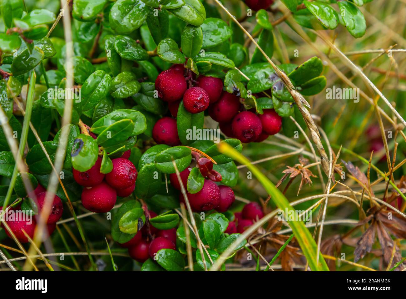 Lingonberry fireballs hi-res stock photography and images - Alamy