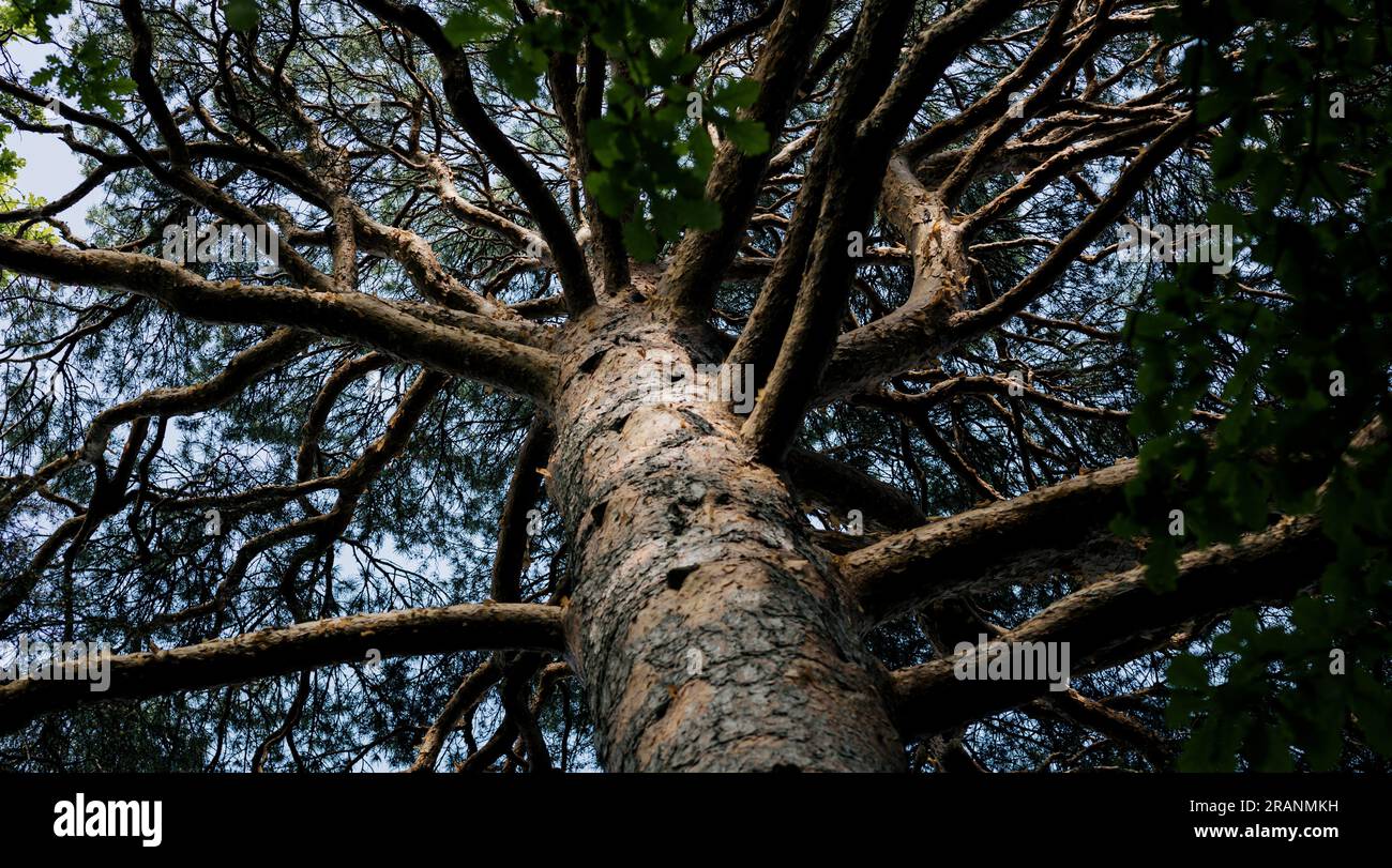 beautiful tree crown. ecology and nature protection Stock Photo - Alamy