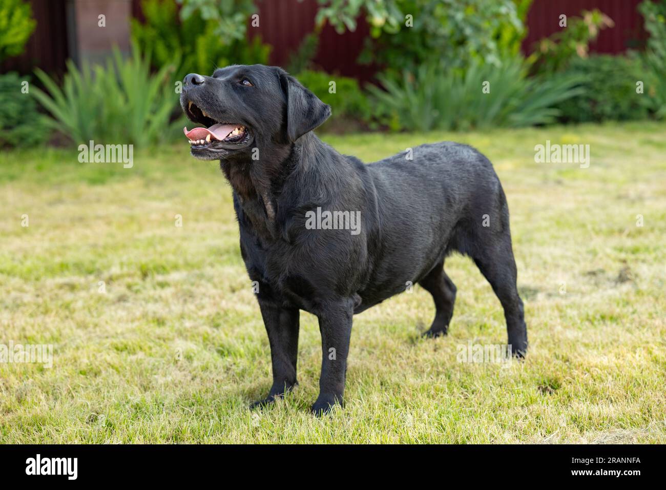 adult black labrador standinh on the grass outdoor Stock Photo - Alamy