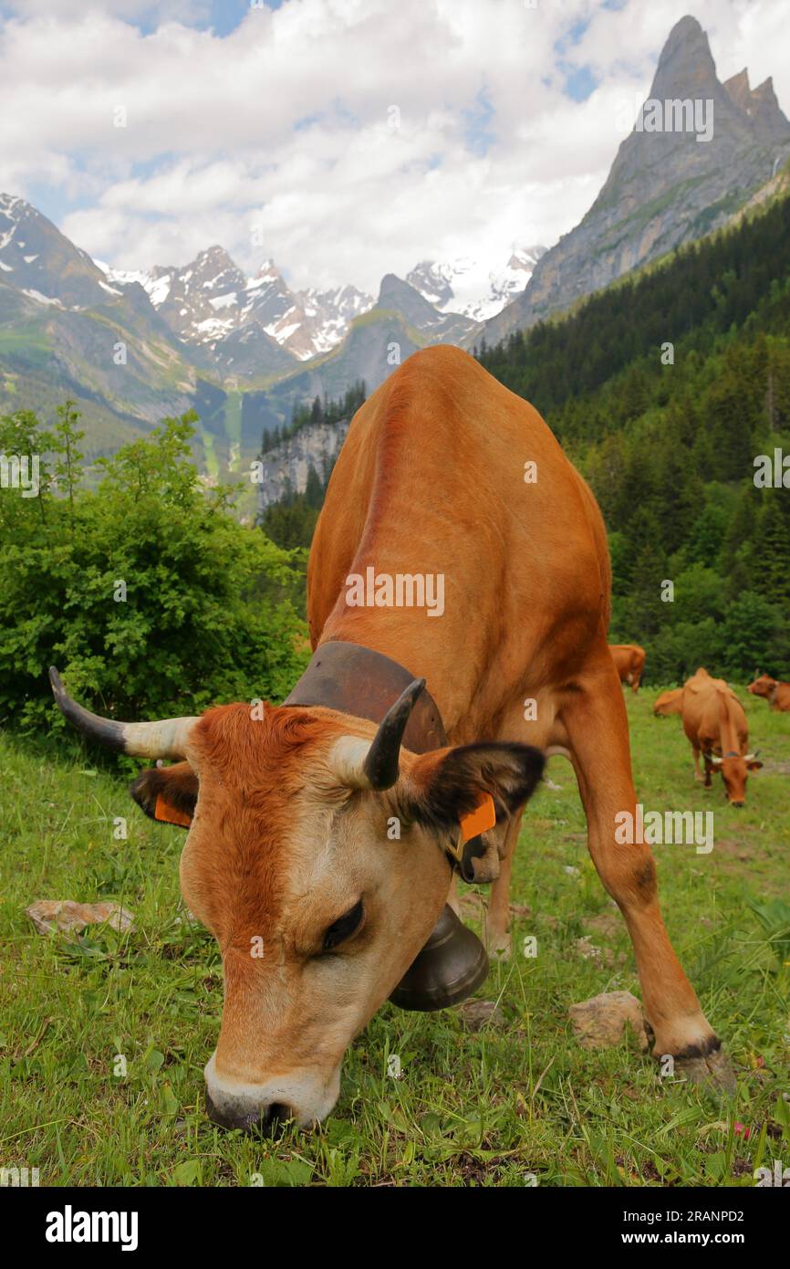 Tarentaise cow hi-res stock photography and images - Alamy