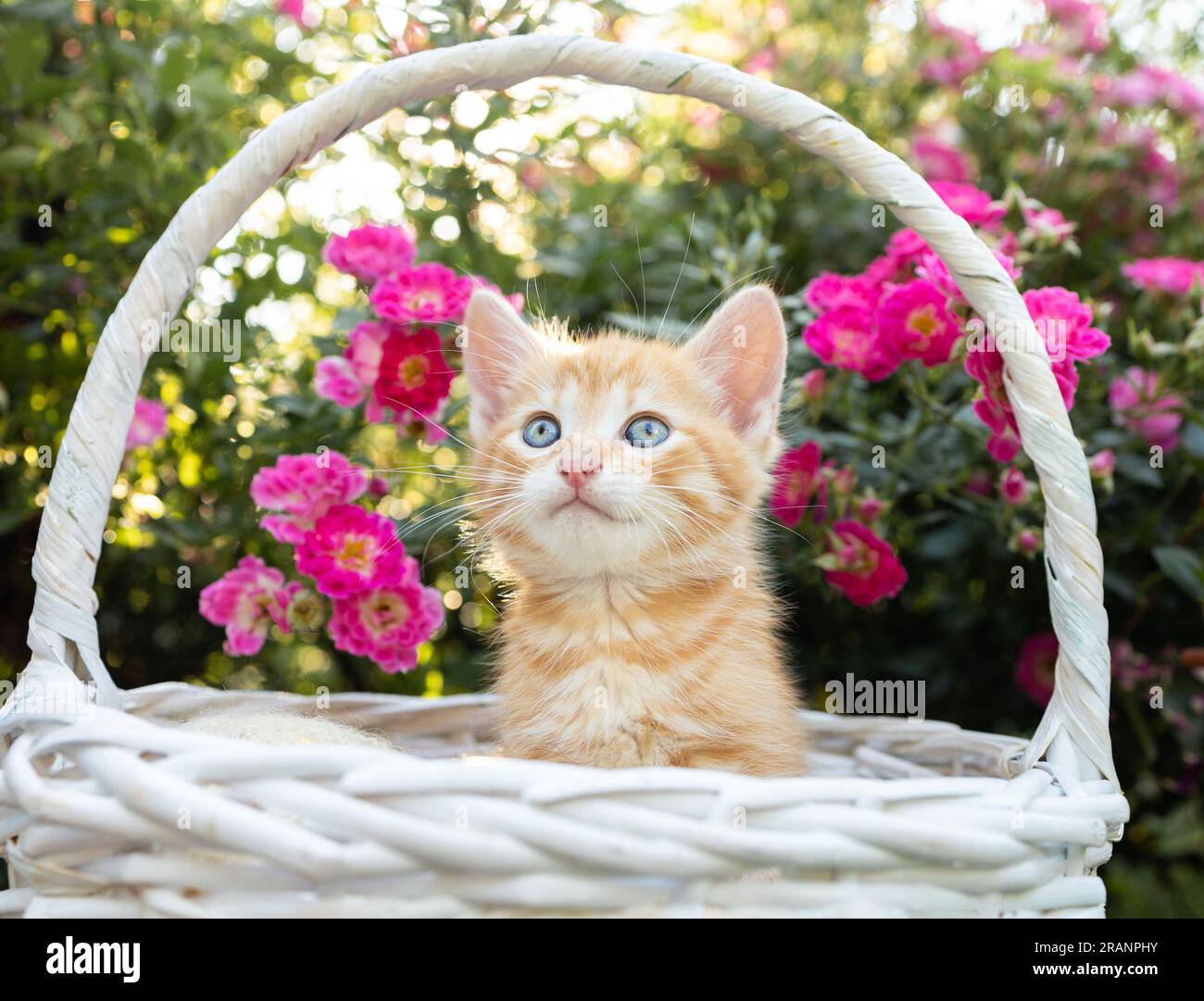 beautiful red kitten 2 months old with big blue eyes sits in a wicker ...