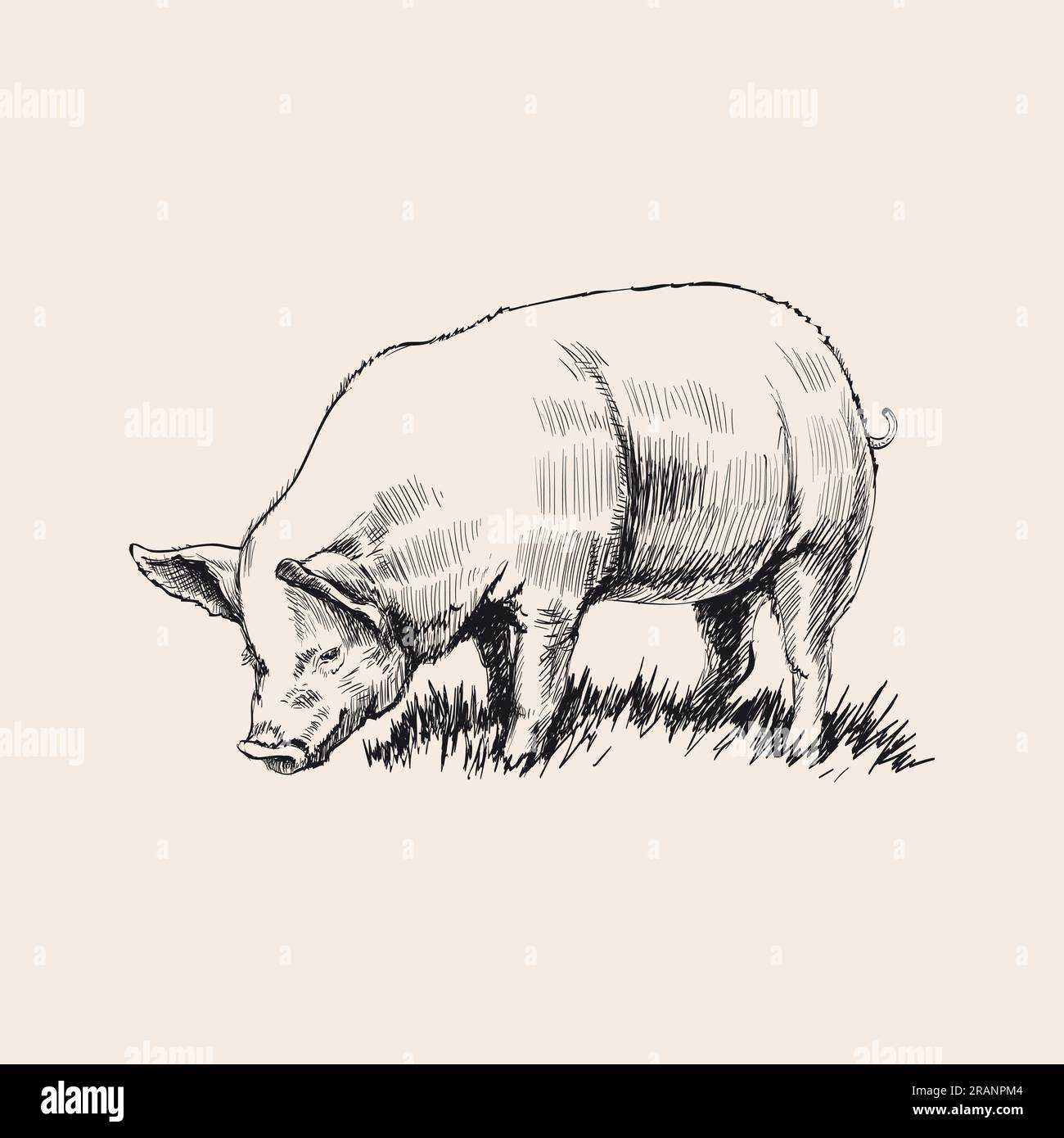 Hand drawnSketch pig vector illustration Stock Vector Image & Art - Alamy