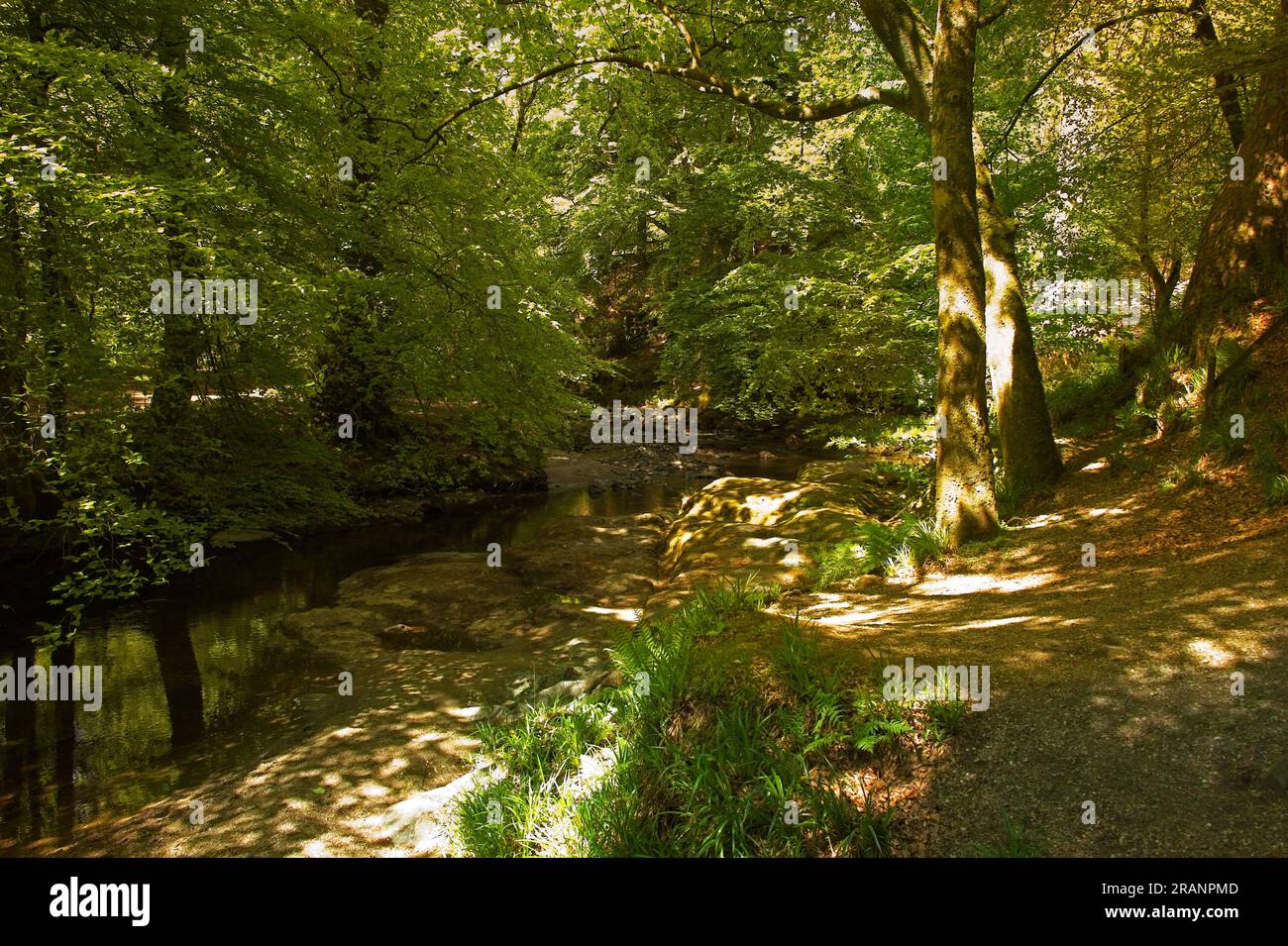 Scottish stream at Loch Long Stock Photo - Alamy