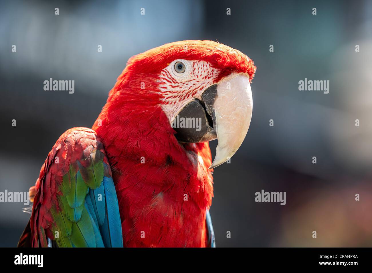 Belgrad, Serbia. 04th July, 2023. A parrot sits on a branch in the ...