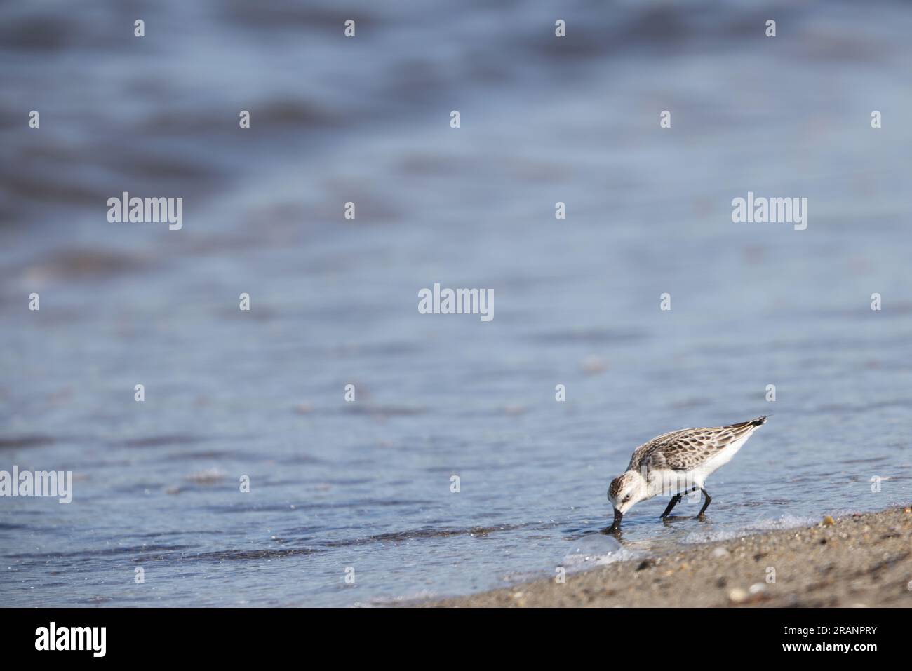 Spoon-billed sandpiper (Calidris pygmaea) juvenilein Japan, one of ...