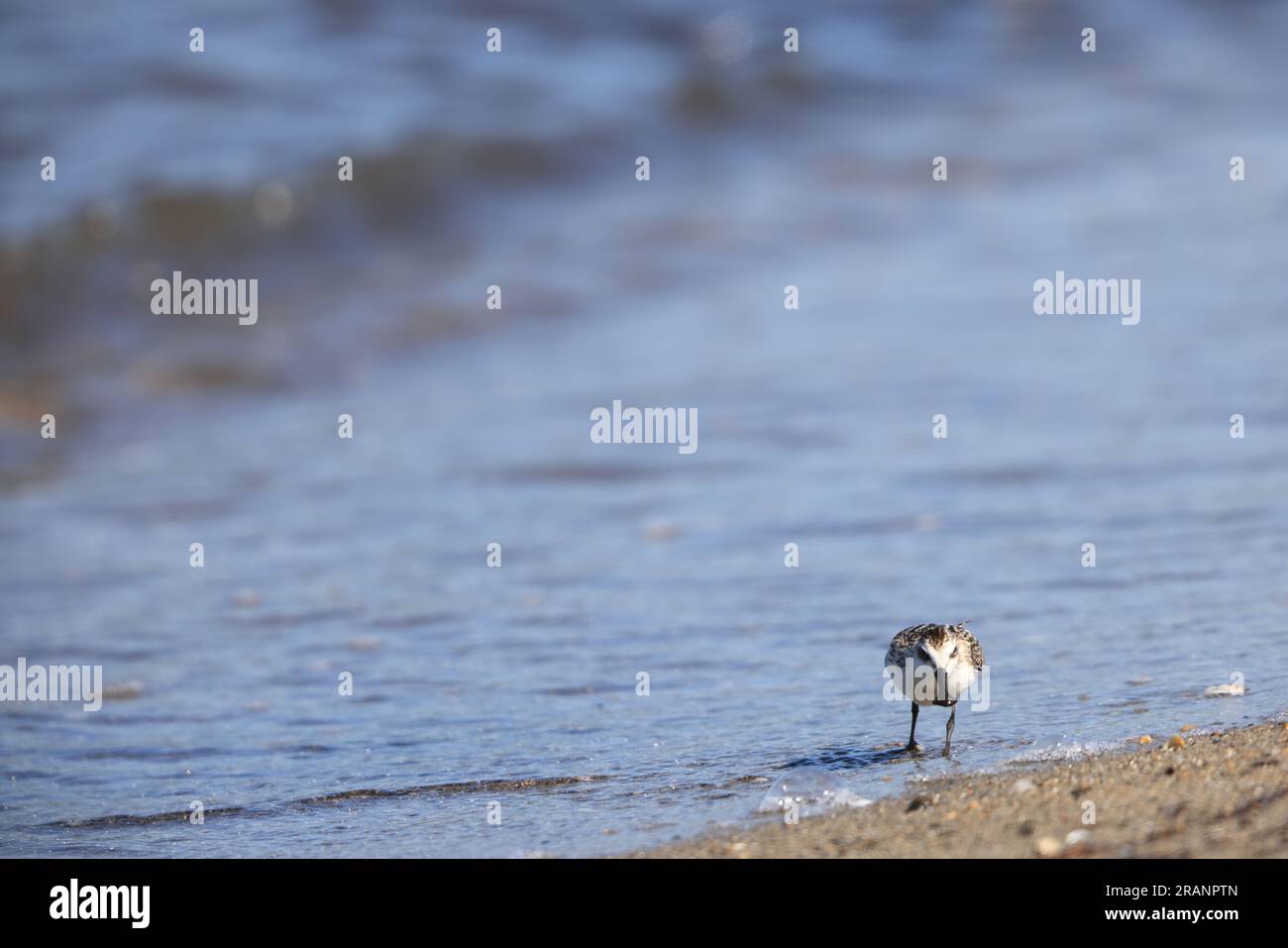 Spoon-billed sandpiper (Calidris pygmaea) juvenilein Japan, one of ...