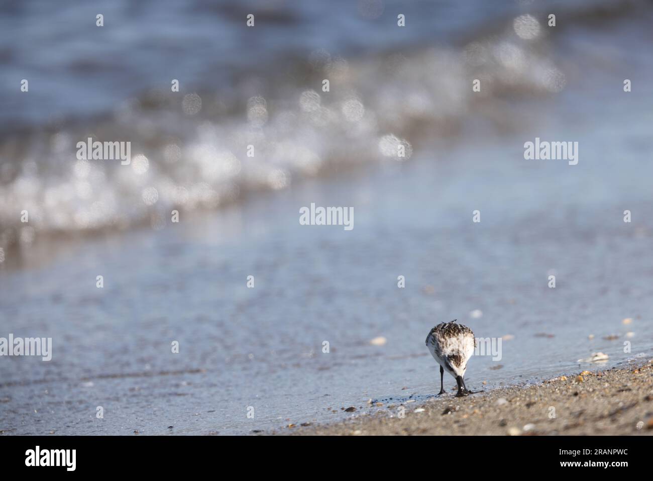 Spoon-billed sandpiper (Calidris pygmaea) juvenilein Japan, one of ...