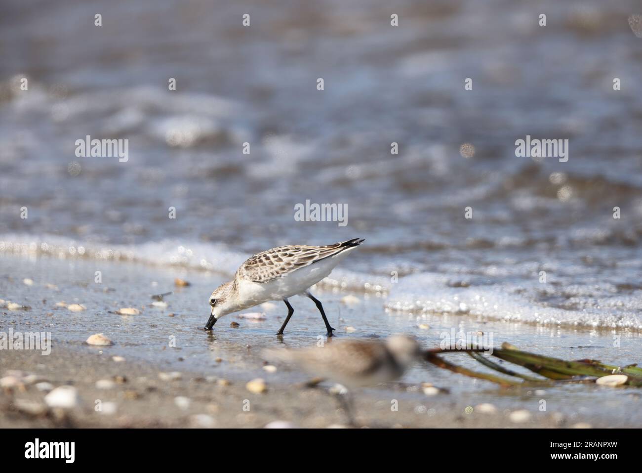 Spoon-billed sandpiper (Calidris pygmaea) juvenilein Japan, one of ...