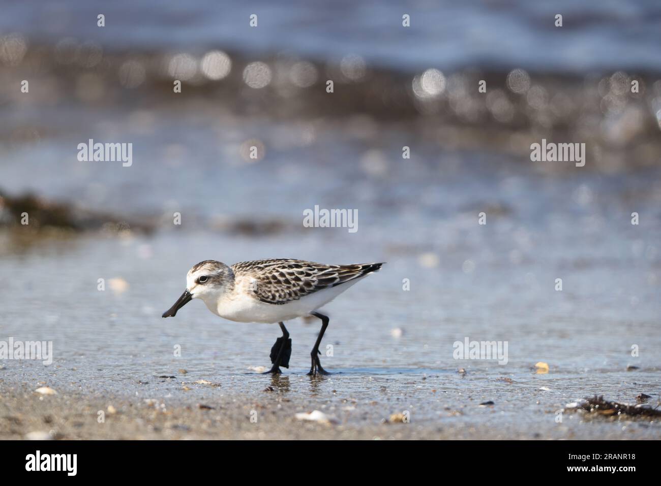 Spoon-billed sandpiper (Calidris pygmaea) juvenilein Japan, one of ...