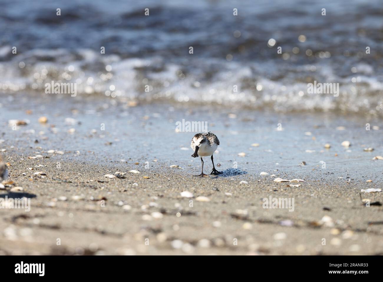 Spoon-billed sandpiper (Calidris pygmaea) juvenilein Japan, one of ...