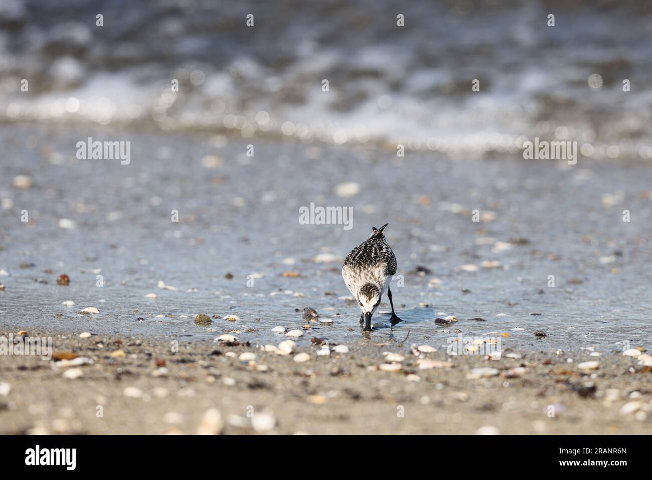 Spoon-billed sandpiper (Calidris pygmaea) juvenilein Japan, one of ...